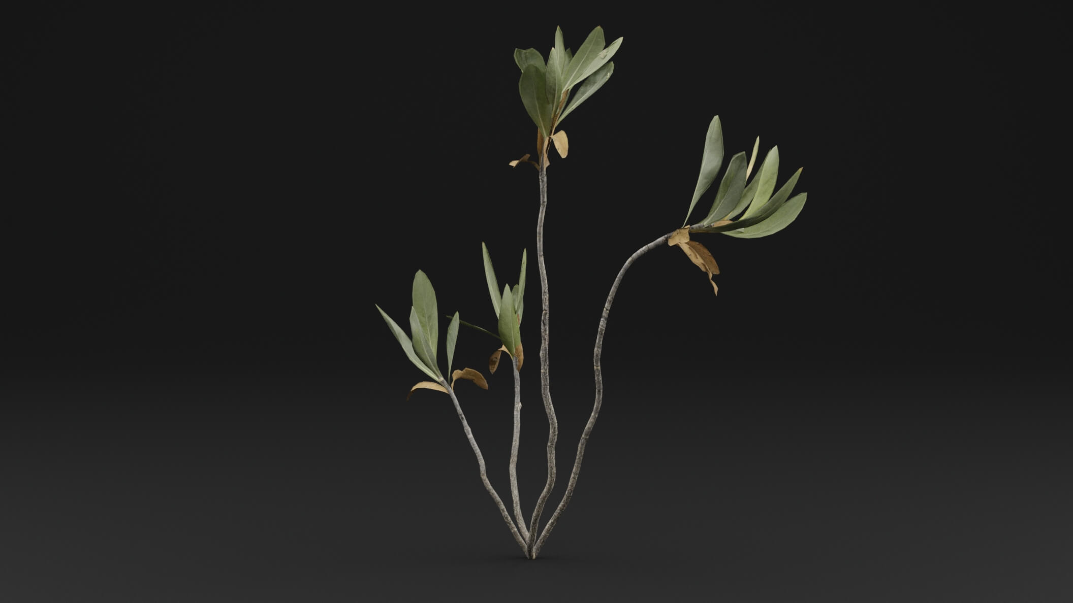 Rhazya Stricta Plant - 3D Model by Green Lander