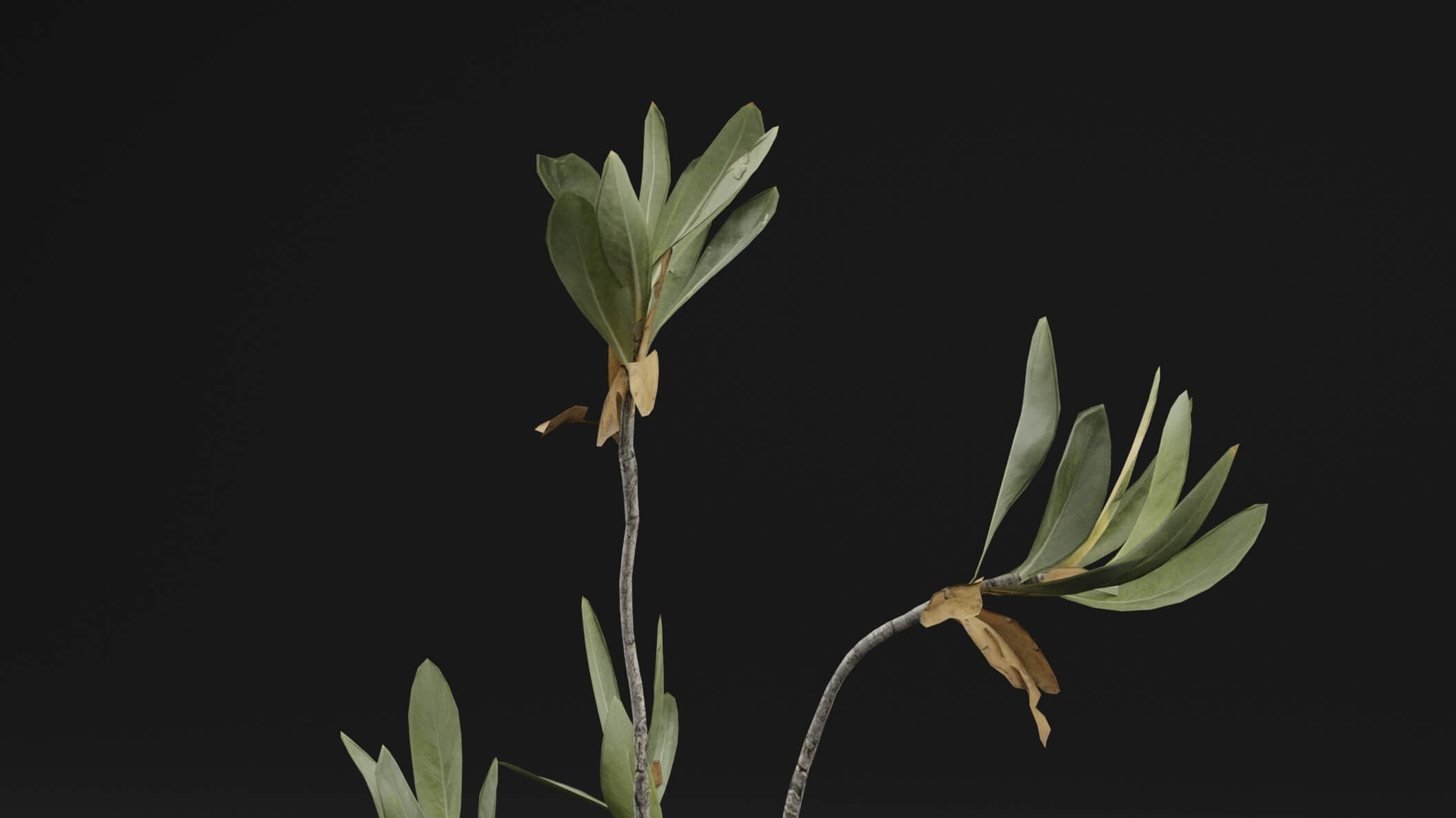 Rhazya Stricta Plant - 3D Model by Green Lander