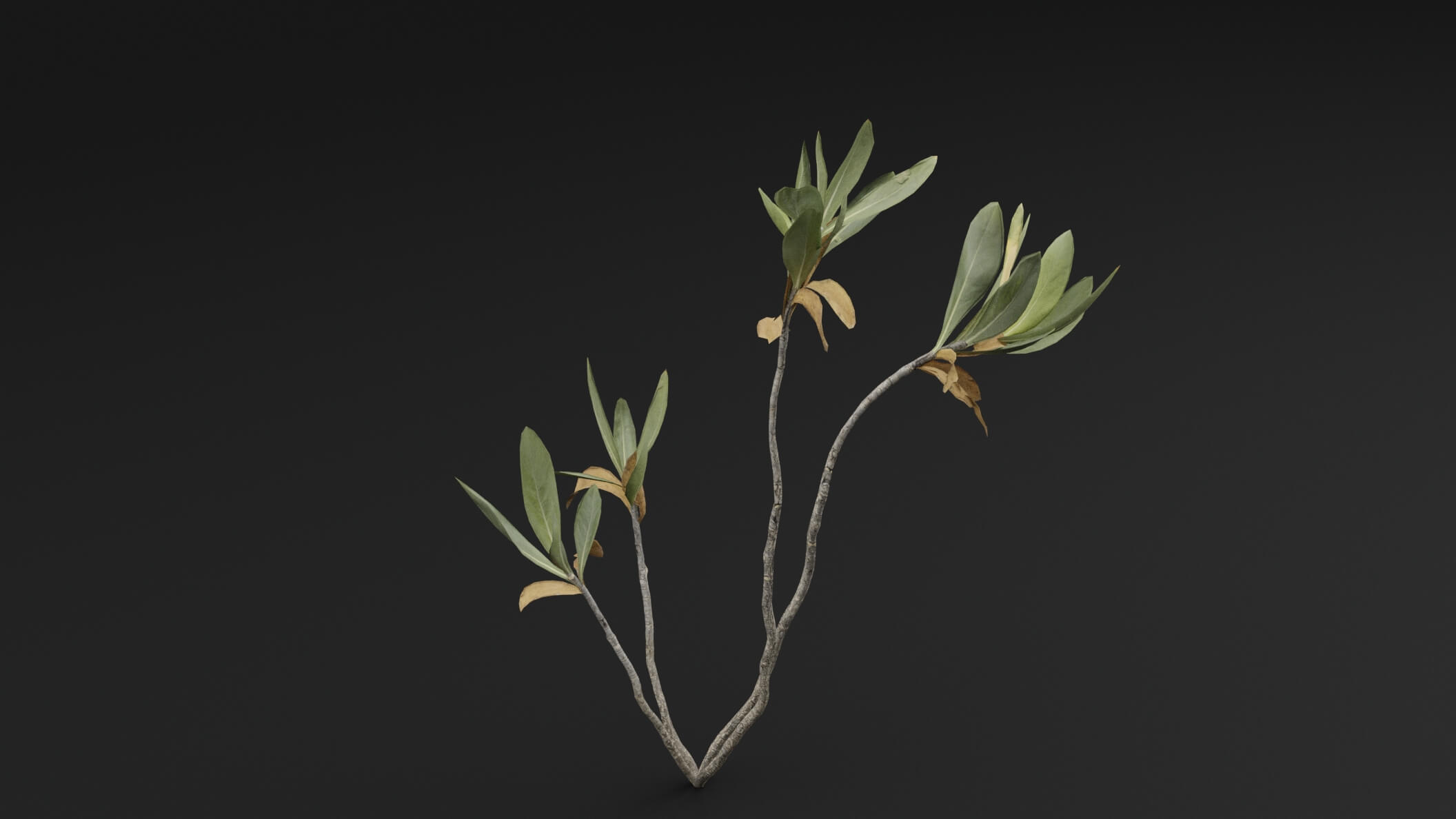 Rhazya Stricta Plant - 3D Model by Green Lander