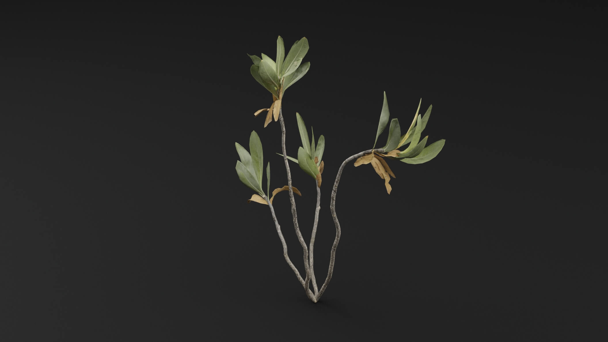Rhazya Stricta Plant - 3D Model by Green Lander