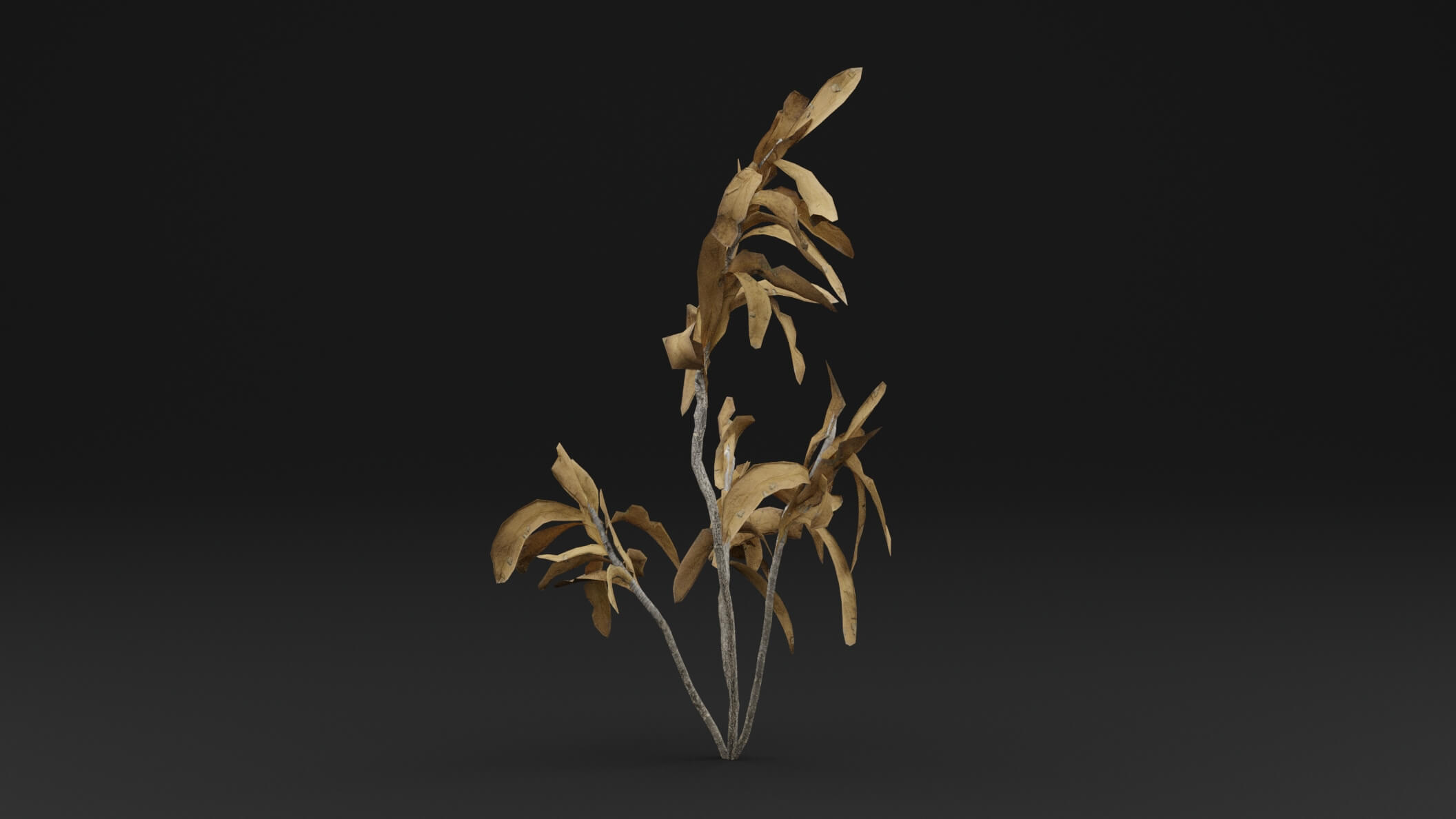 Rhazya Stricta Plant - 3D Model by Green Lander