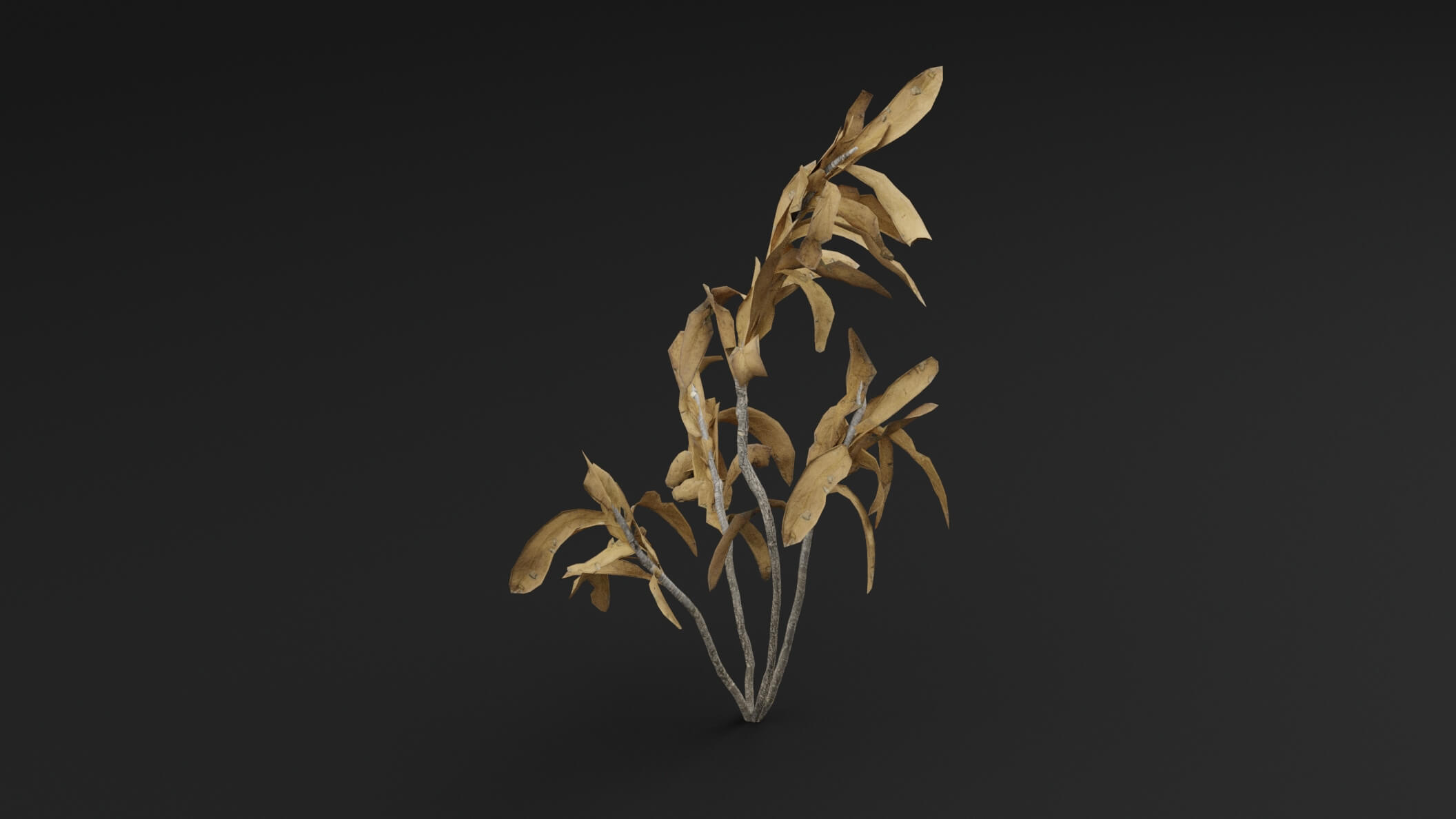Rhazya Stricta Plant - 3D Model by Green Lander