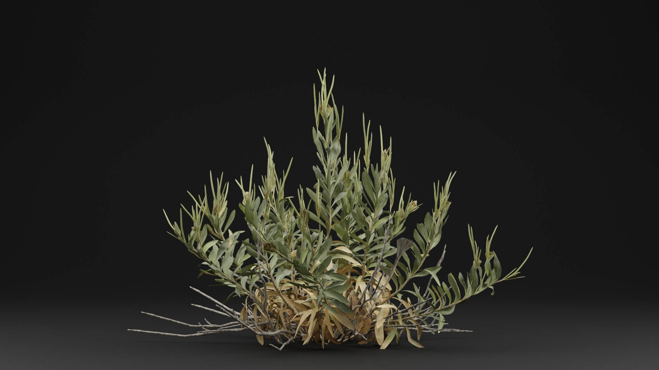 Rhazya Stricta Plant - 3D Model by Green Lander