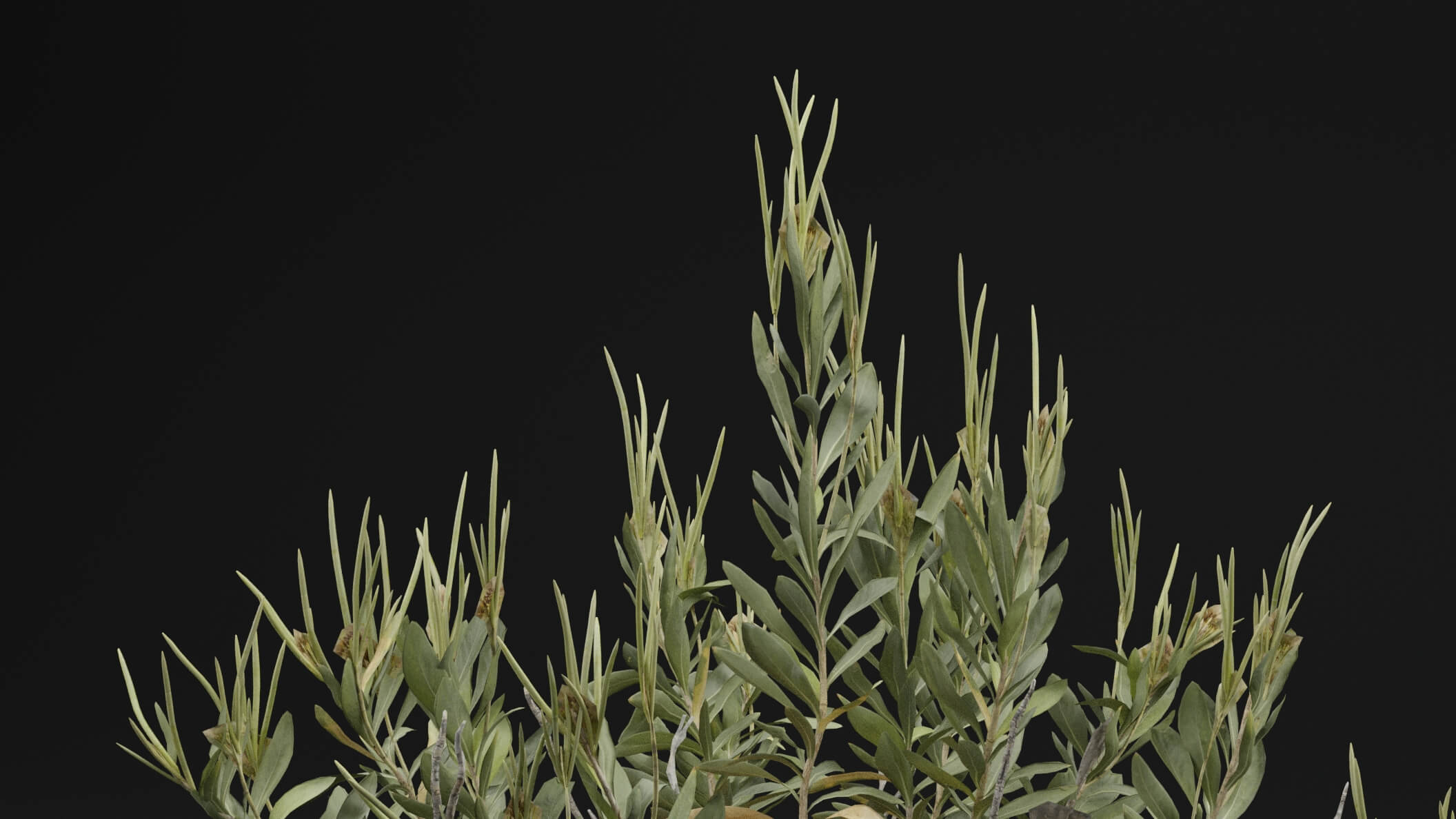 Rhazya Stricta Plant - 3D Model by Green Lander
