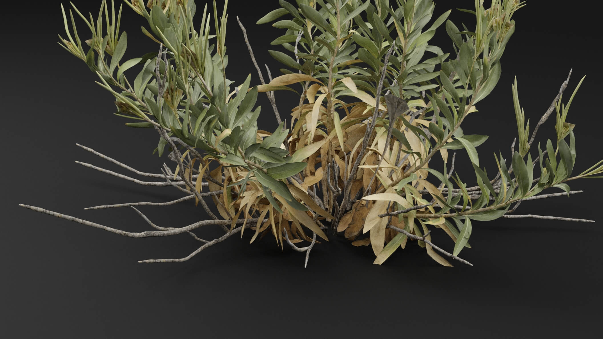 Rhazya Stricta Plant - 3D Model by Green Lander
