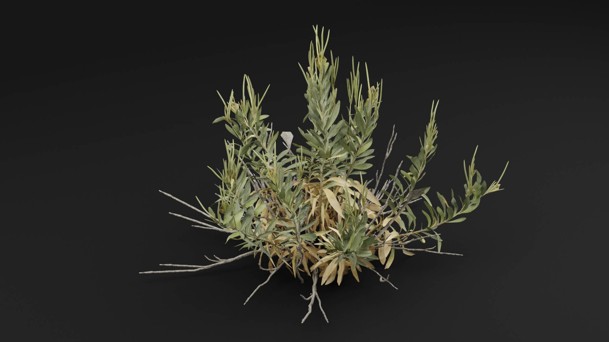 Rhazya Stricta Plant - 3D Model by Green Lander