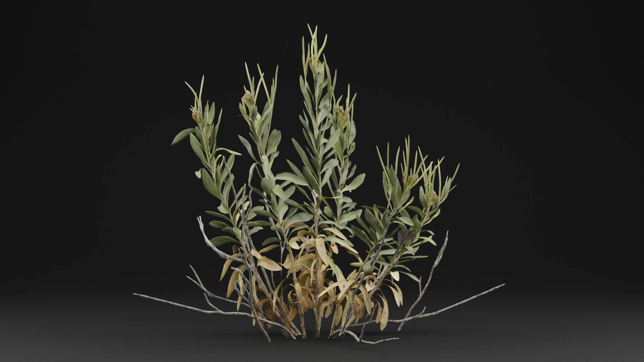 Rhazya Stricta Plant - 3D Model by Green Lander