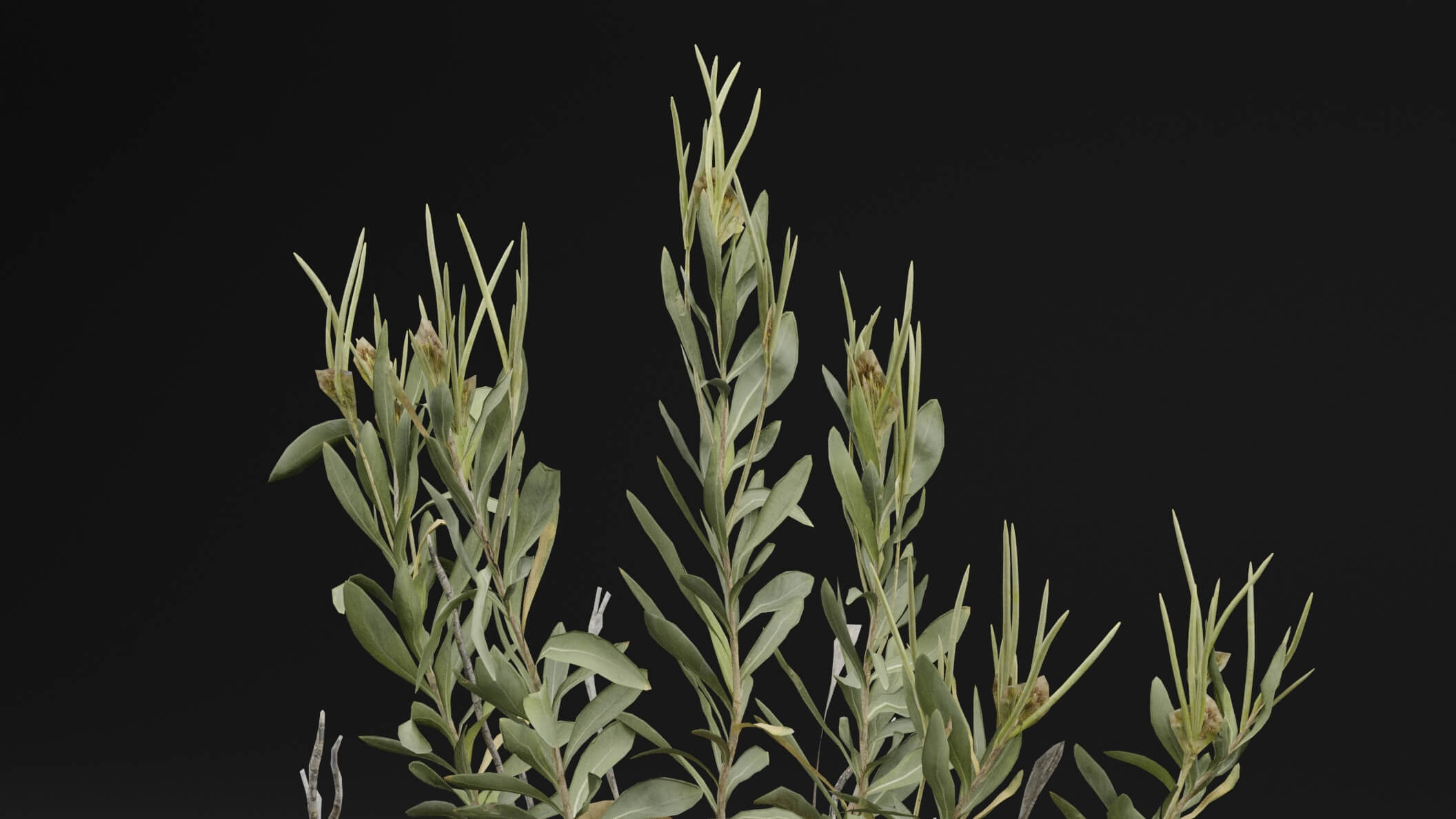 Rhazya Stricta Plant - 3D Model by Green Lander
