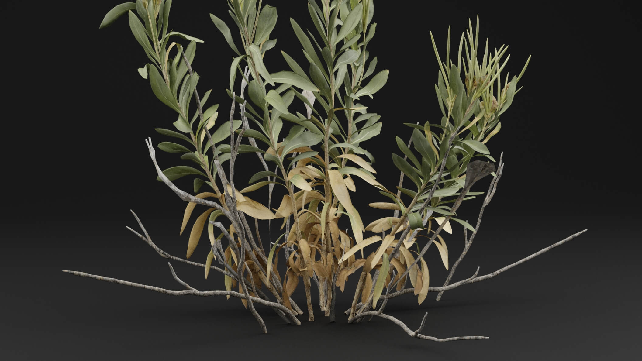 Rhazya Stricta Plant - 3D Model by Green Lander