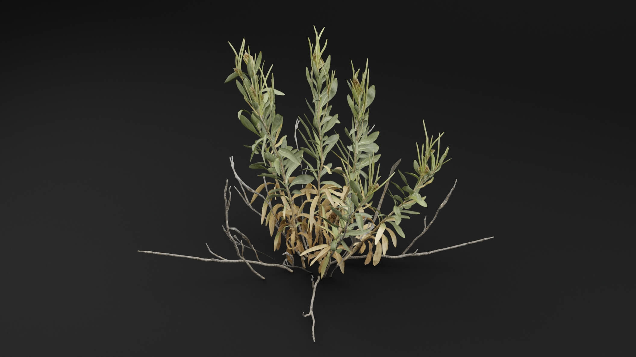 Rhazya Stricta Plant - 3D Model by Green Lander