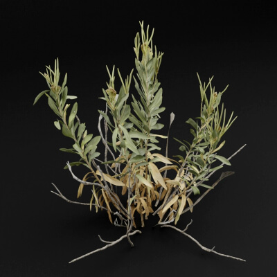 Rhazya Stricta Plant - 3D Model by Green Lander