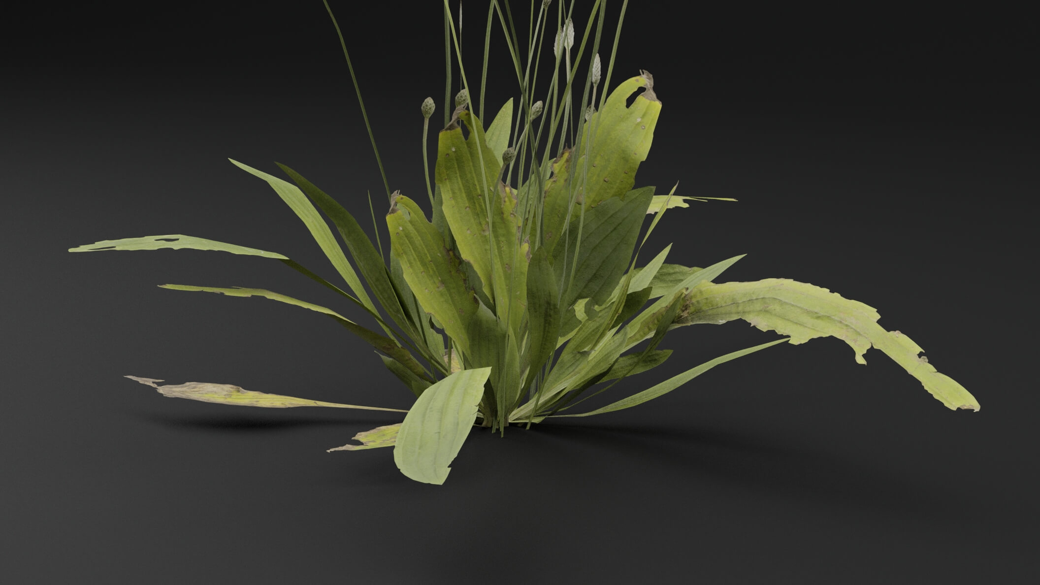 Ribwort Plantain - 3D Model by Green Lander
