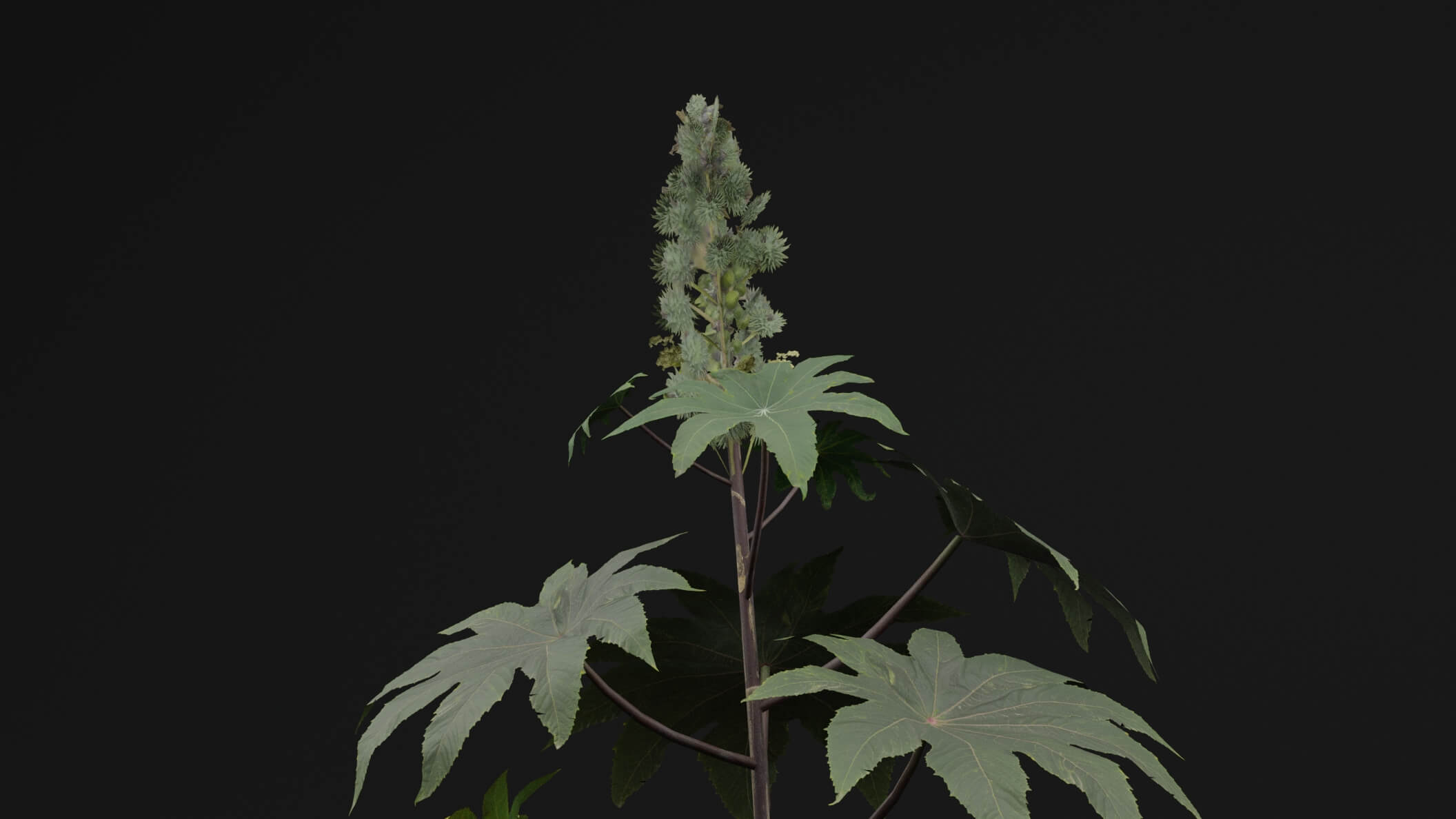 Ricinus Plant - 3D Model by Green Lander