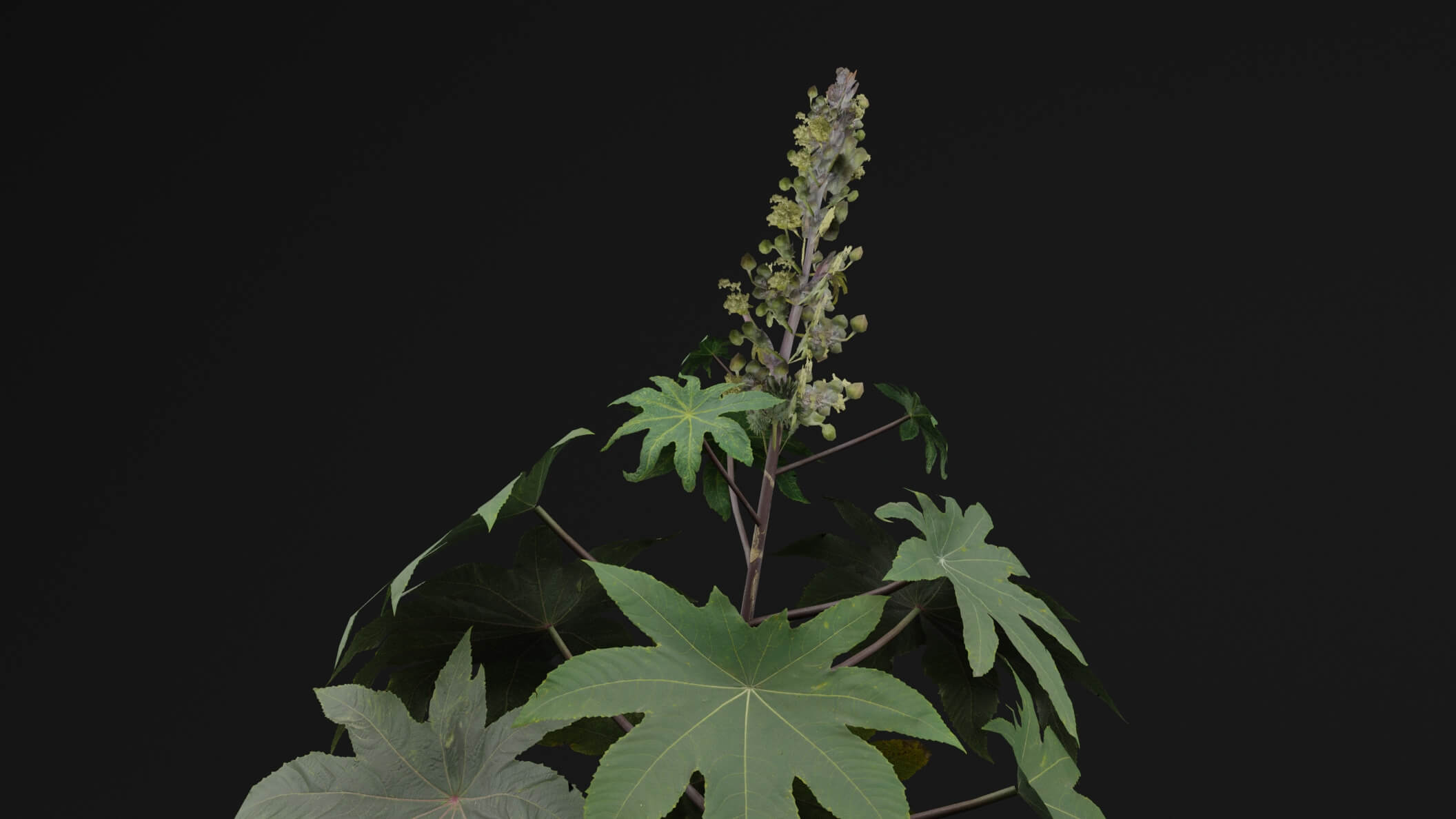 Ricinus Plant - 3D Model by Green Lander