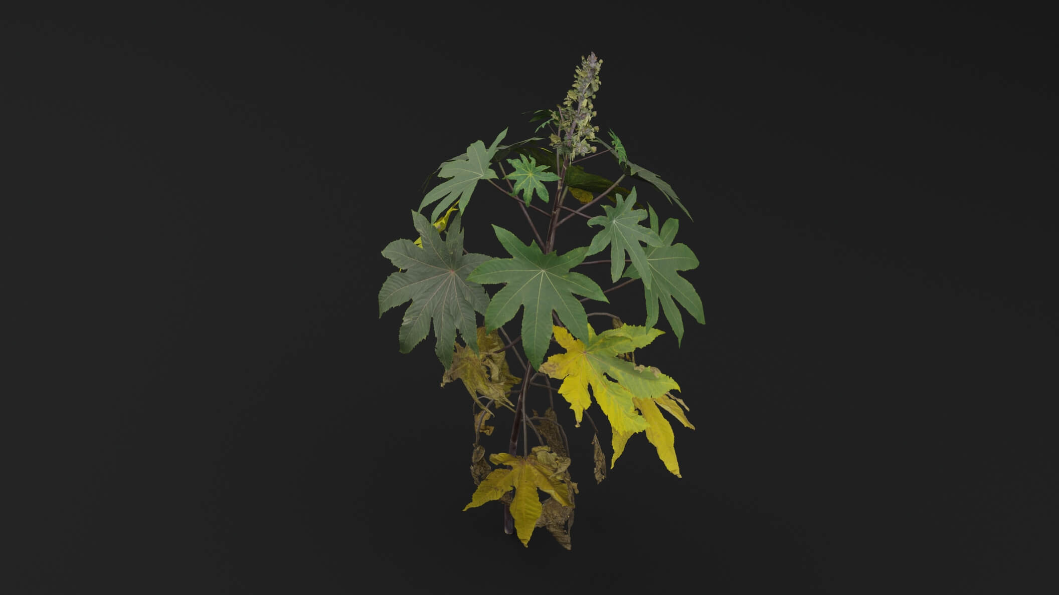 Ricinus Plant - 3D Model by Green Lander