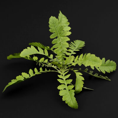Rorippa Palustris Plant - 3D Model by Green Lander