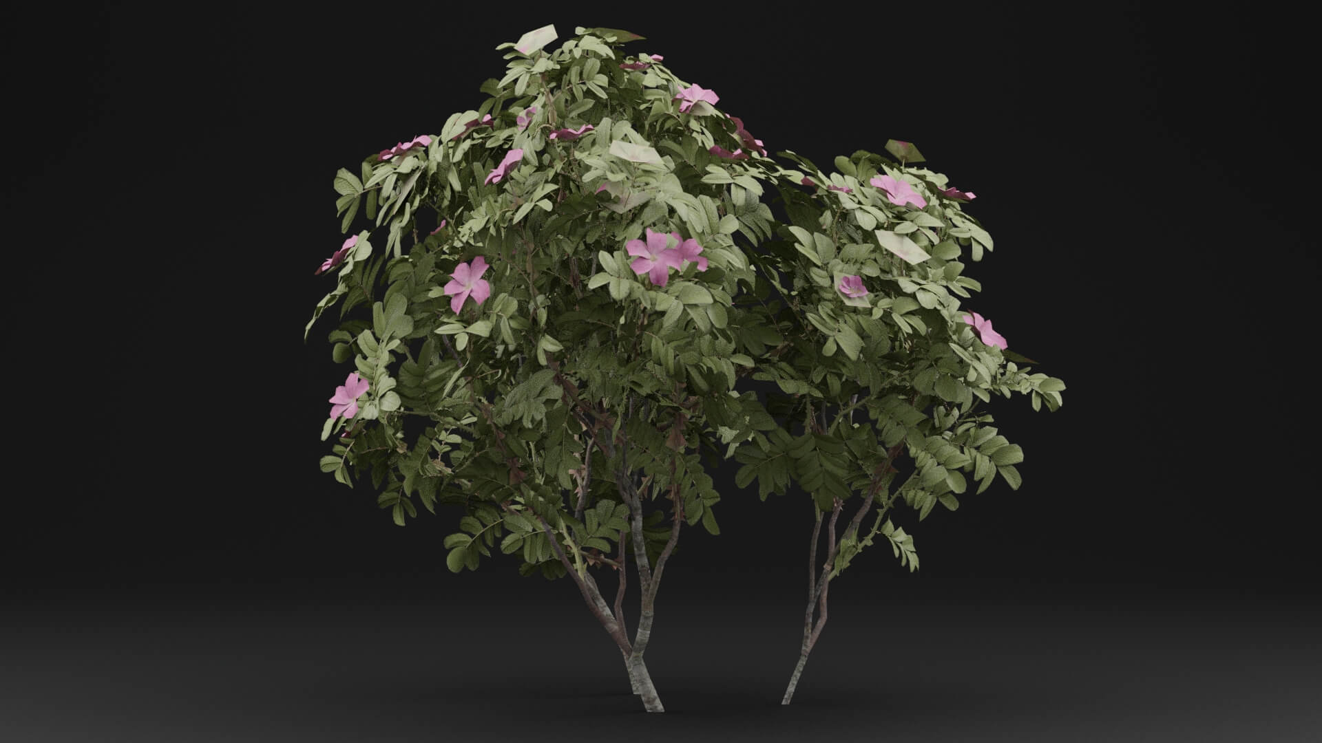 Rose Hip Plant - 3D Model by Green Lander