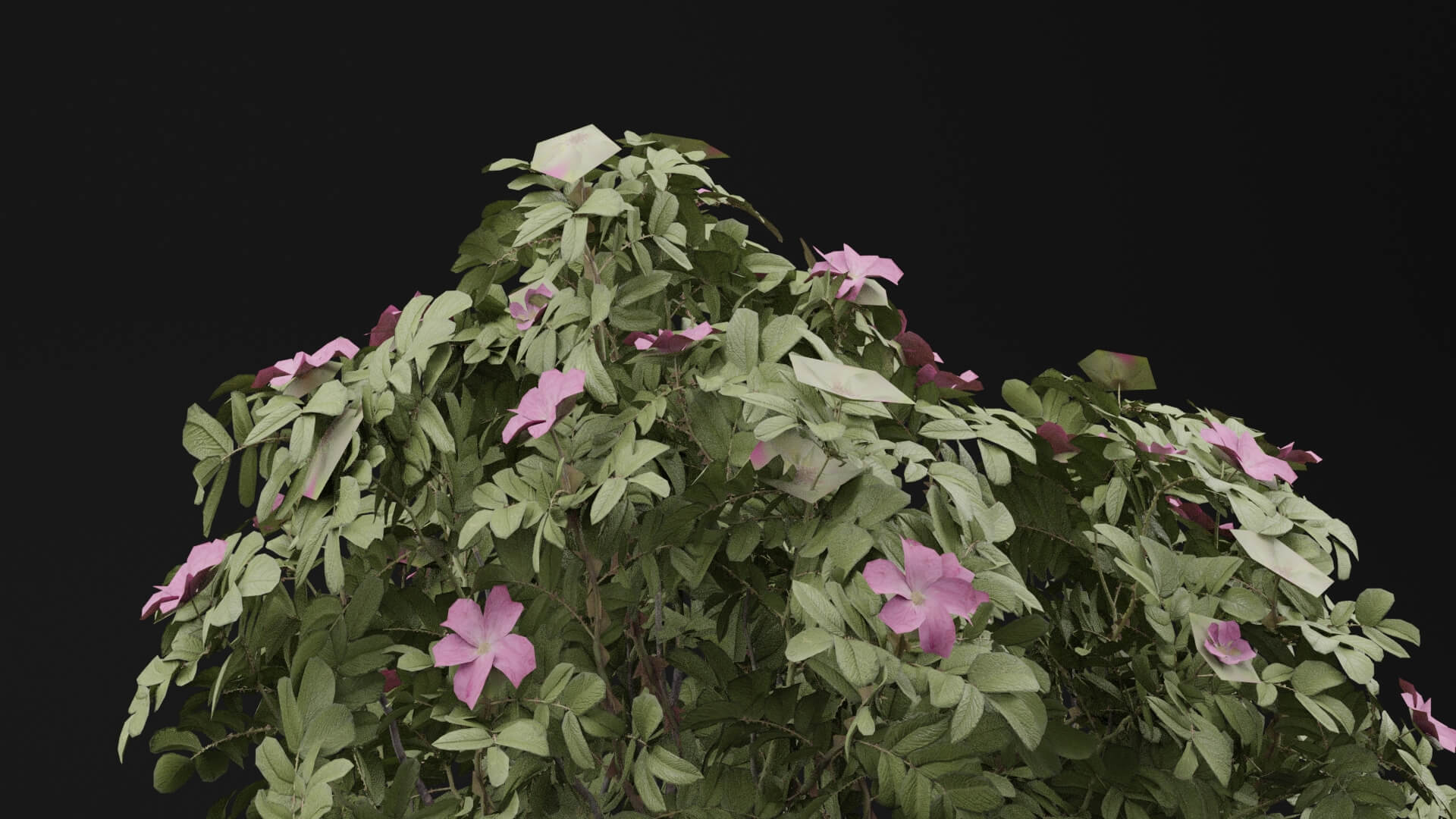 Rose Hip Plant - 3D Model by Green Lander