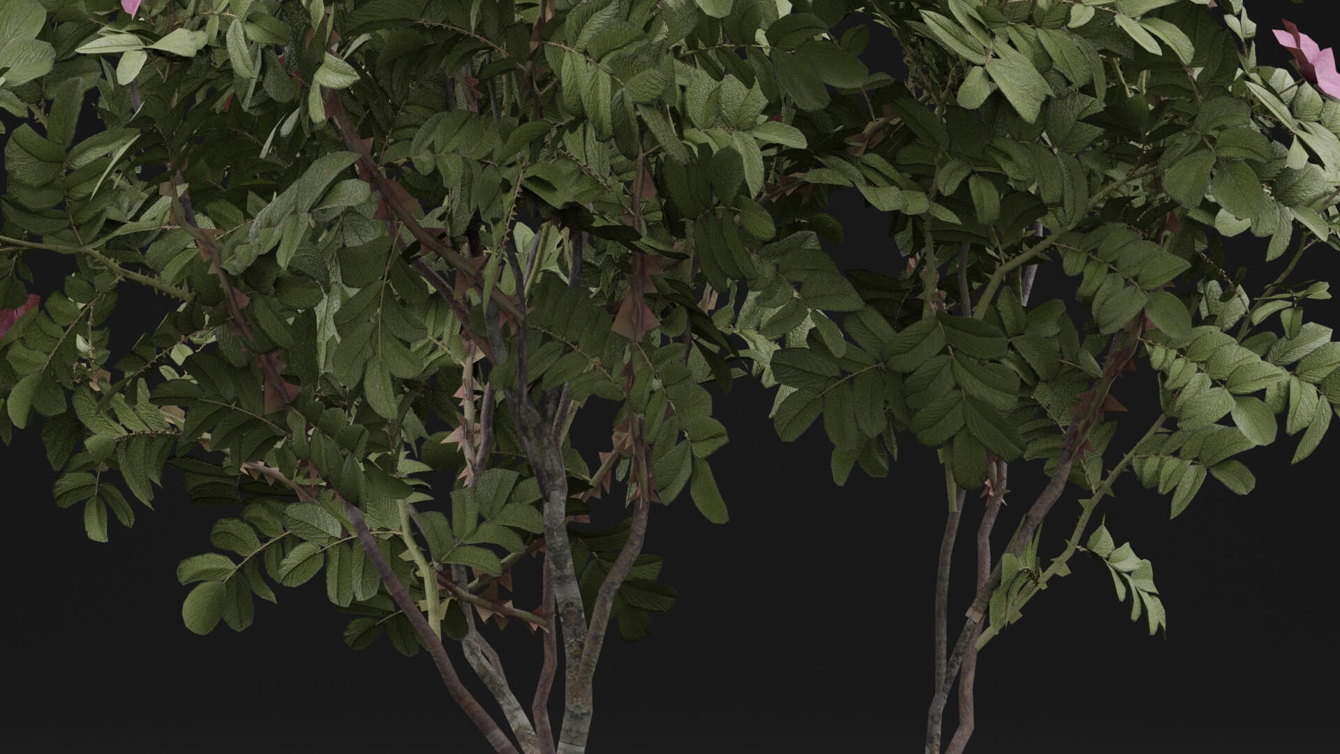 Rose Hip Plant - 3D Model by Green Lander