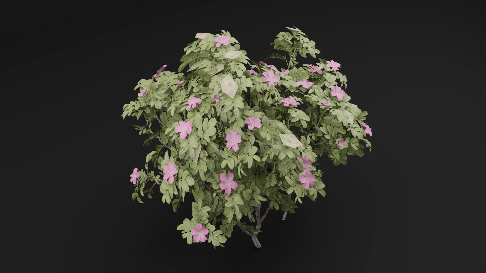 Rose Hip Plant - 3D Model by Green Lander