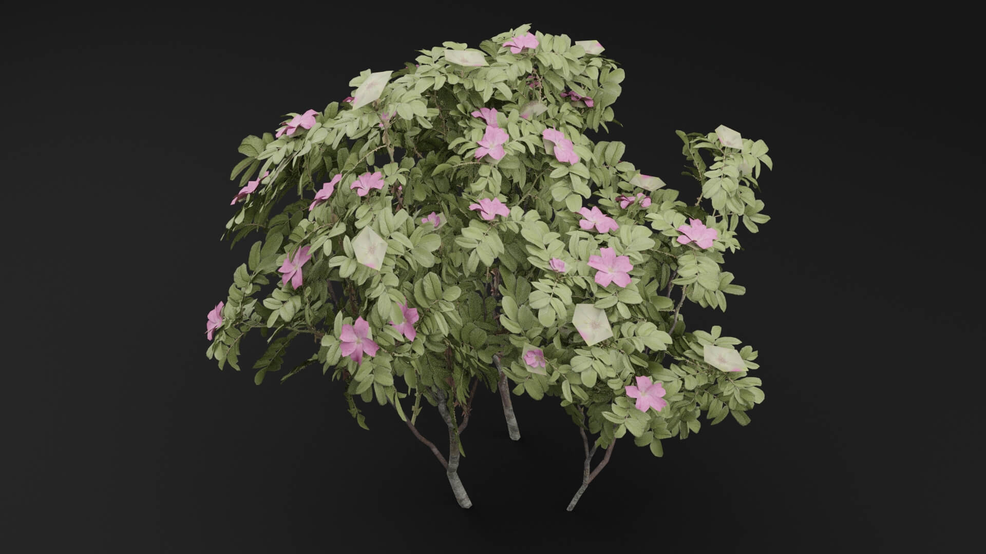 Rose Hip Plant - 3D Model by Green Lander