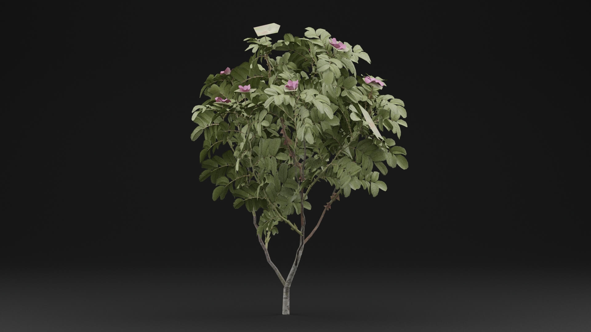 Rose Hip Plant - 3D Model by Green Lander