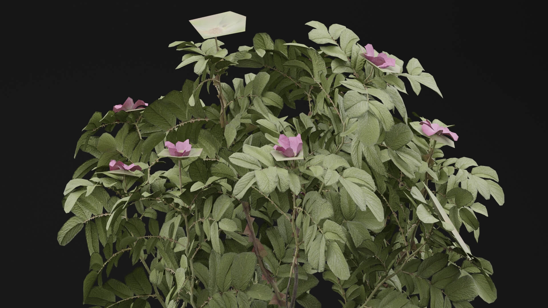 Rose Hip Plant - 3D Model by Green Lander