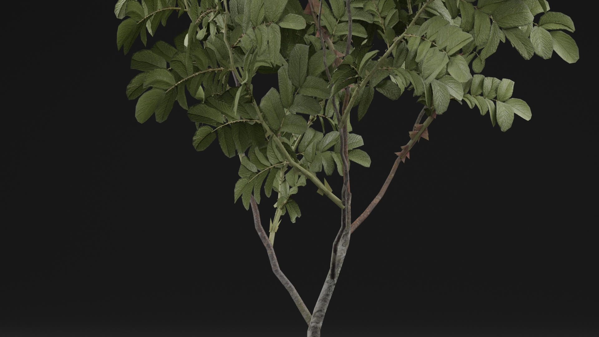 Rose Hip Plant - 3D Model by Green Lander