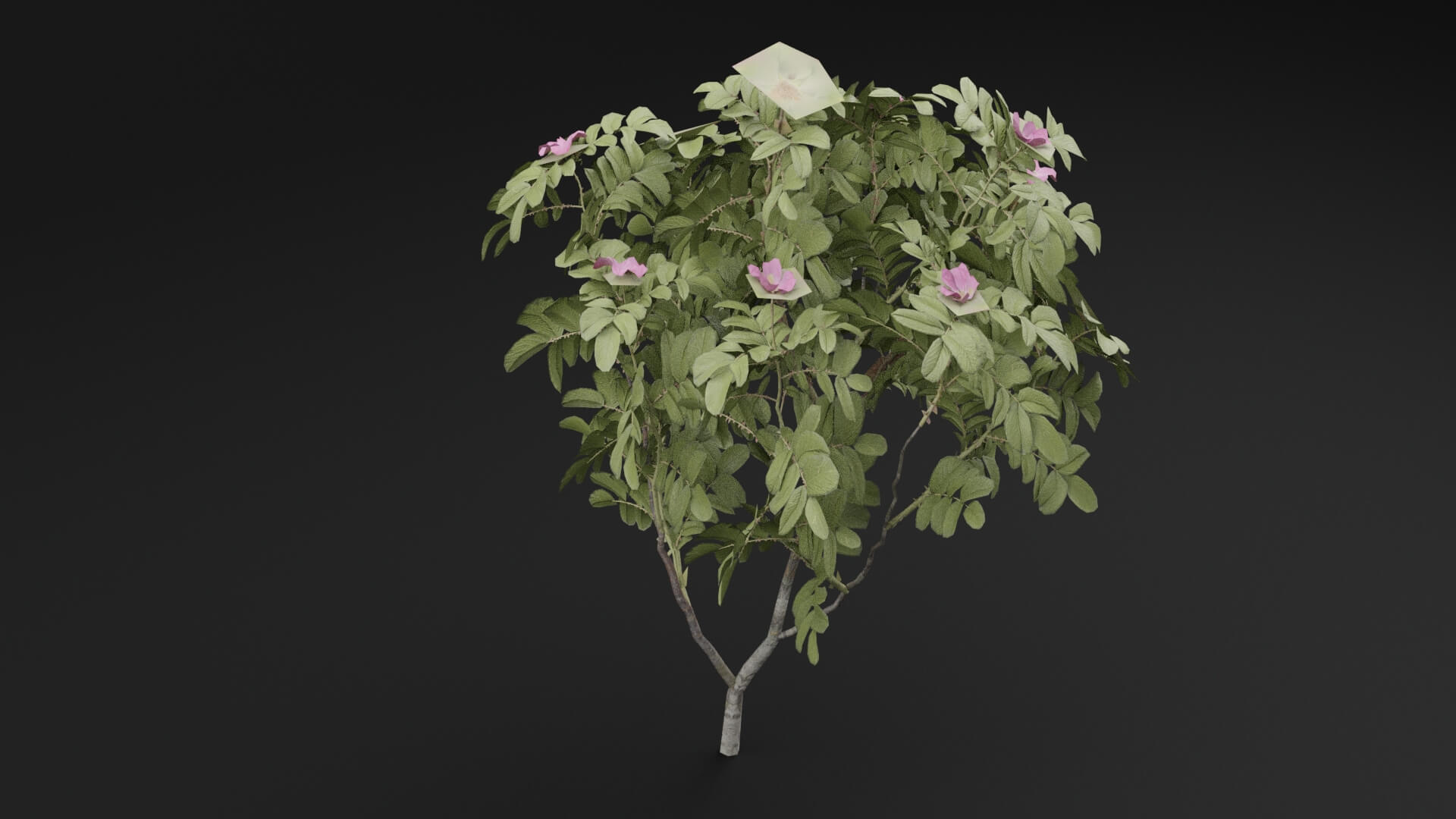 Rose Hip Plant - 3D Model by Green Lander