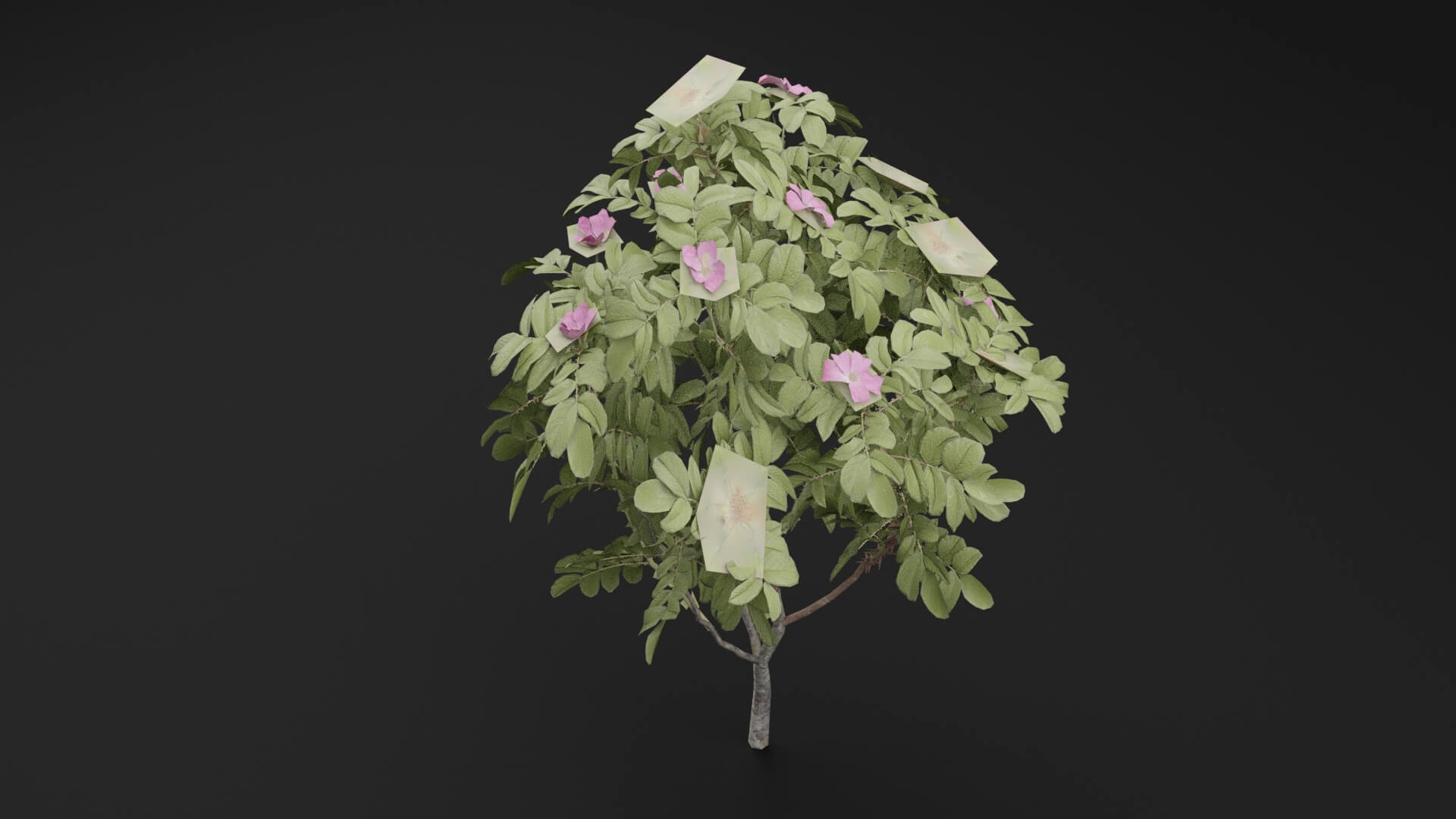 Rose Hip Plant - 3D Model by Green Lander