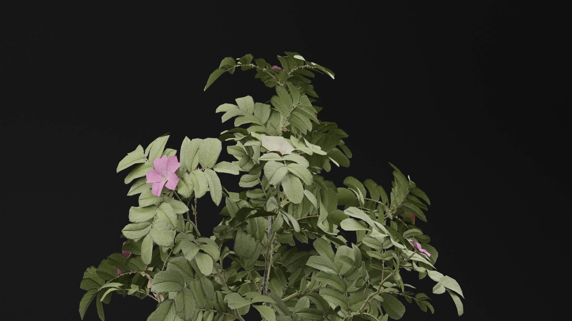 Rose Hip Plant - 3D Model by Green Lander