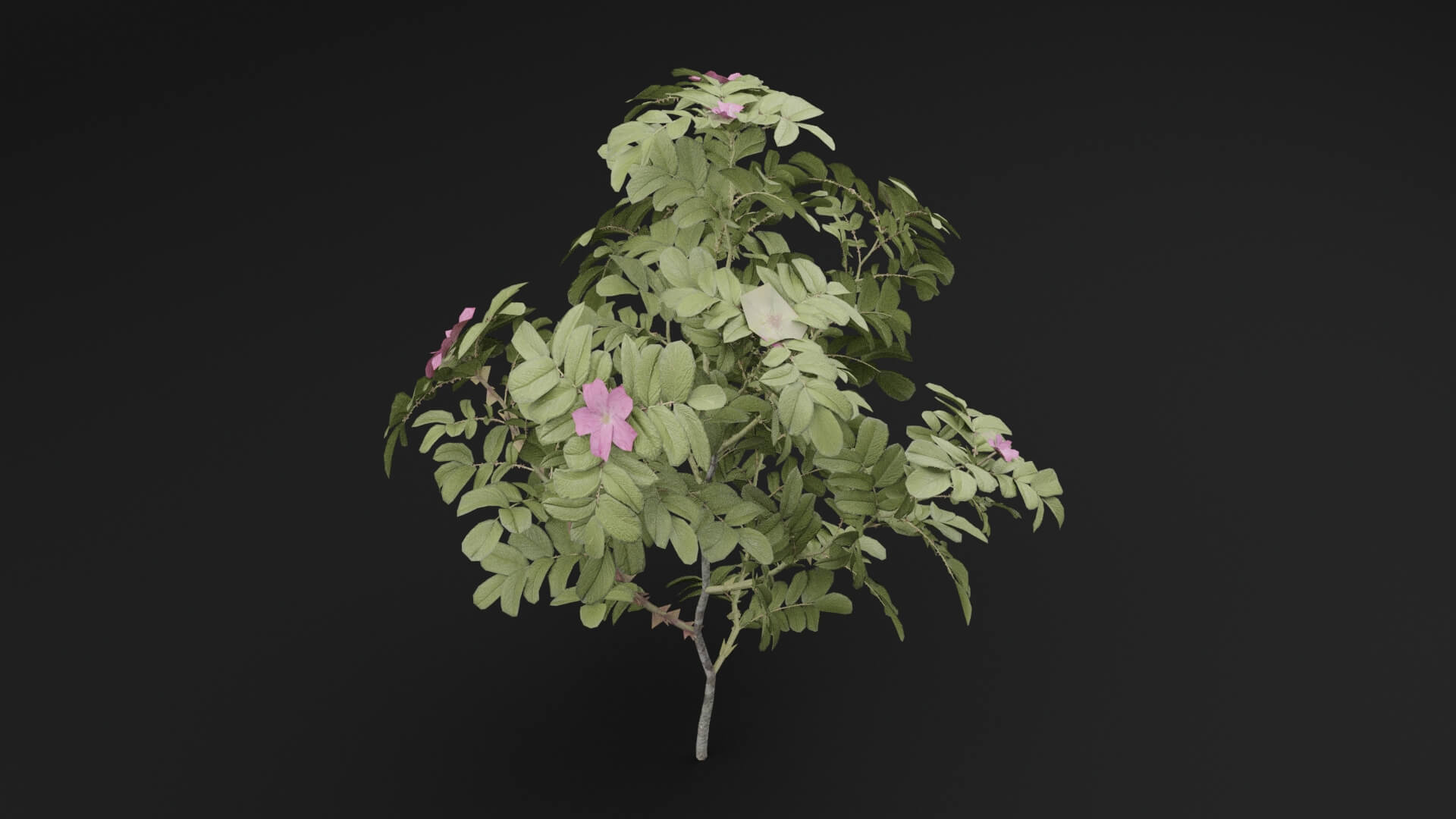 Rose Hip Plant - 3D Model by Green Lander