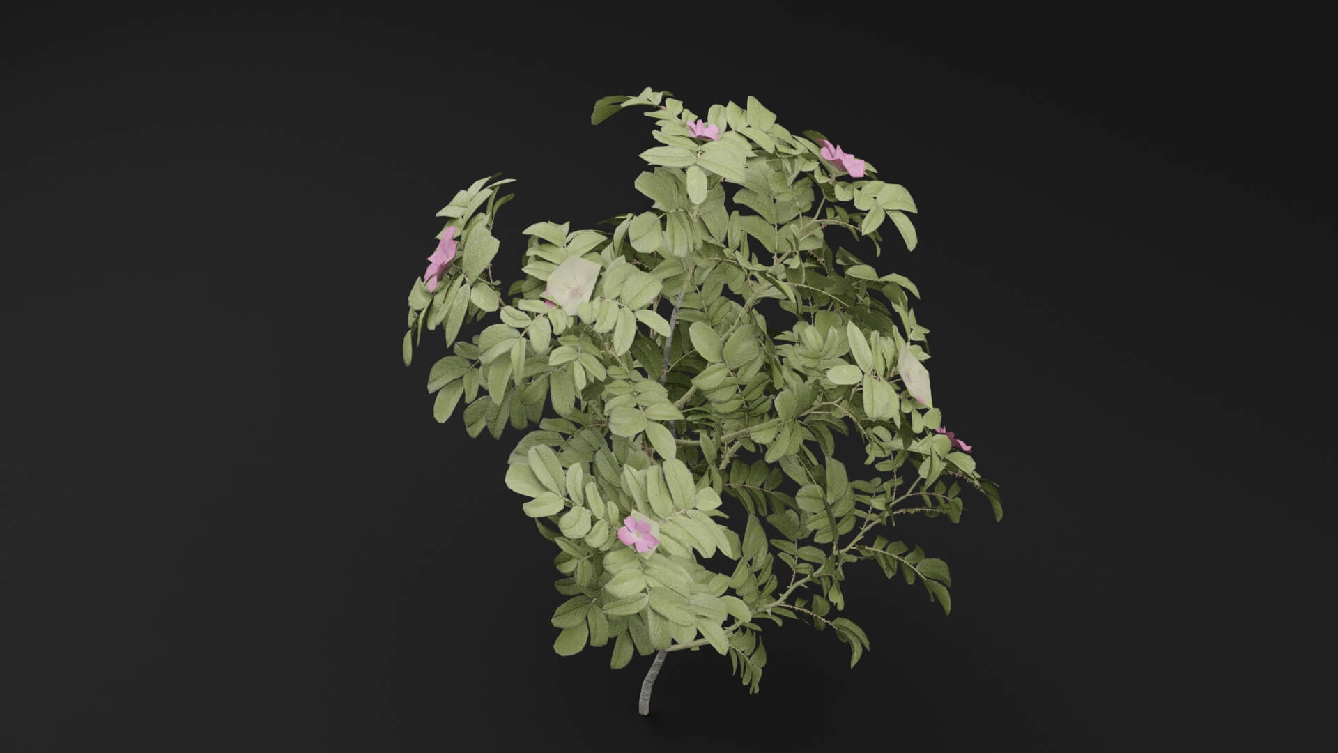 Rose Hip Plant - 3D Model by Green Lander