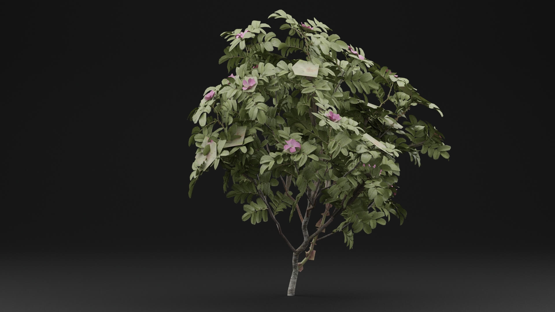 Rose Hip Plant - 3D Model by Green Lander