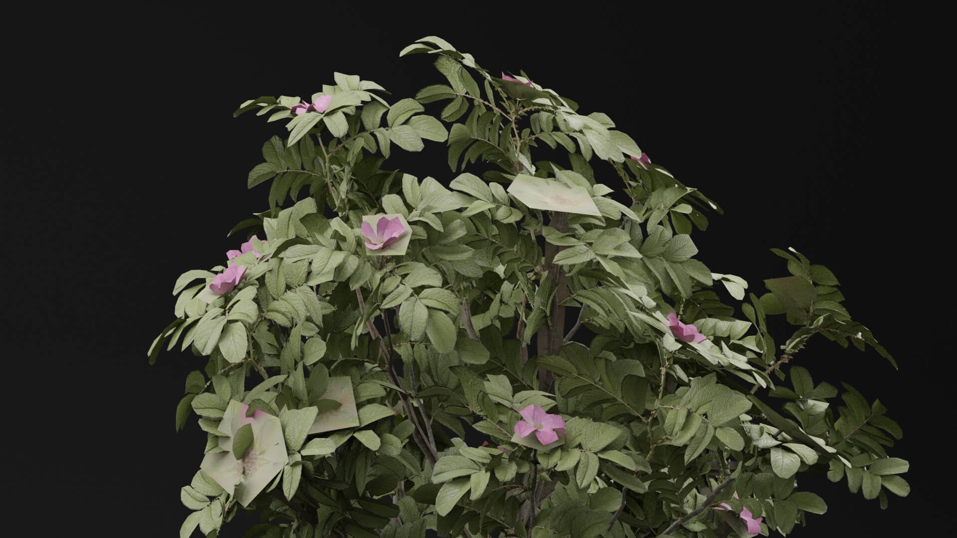 Rose Hip Plant - 3D Model by Green Lander