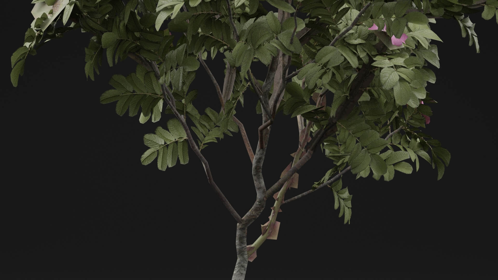 Rose Hip Plant - 3D Model by Green Lander