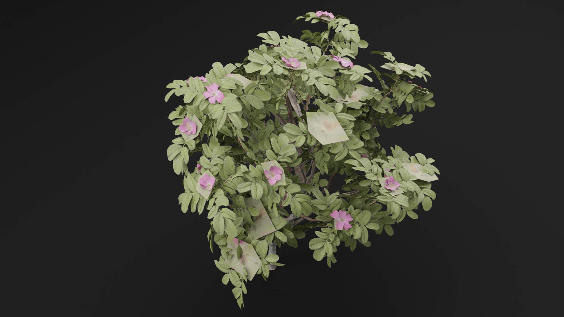 Rose Hip Plant - 3D Model by Green Lander