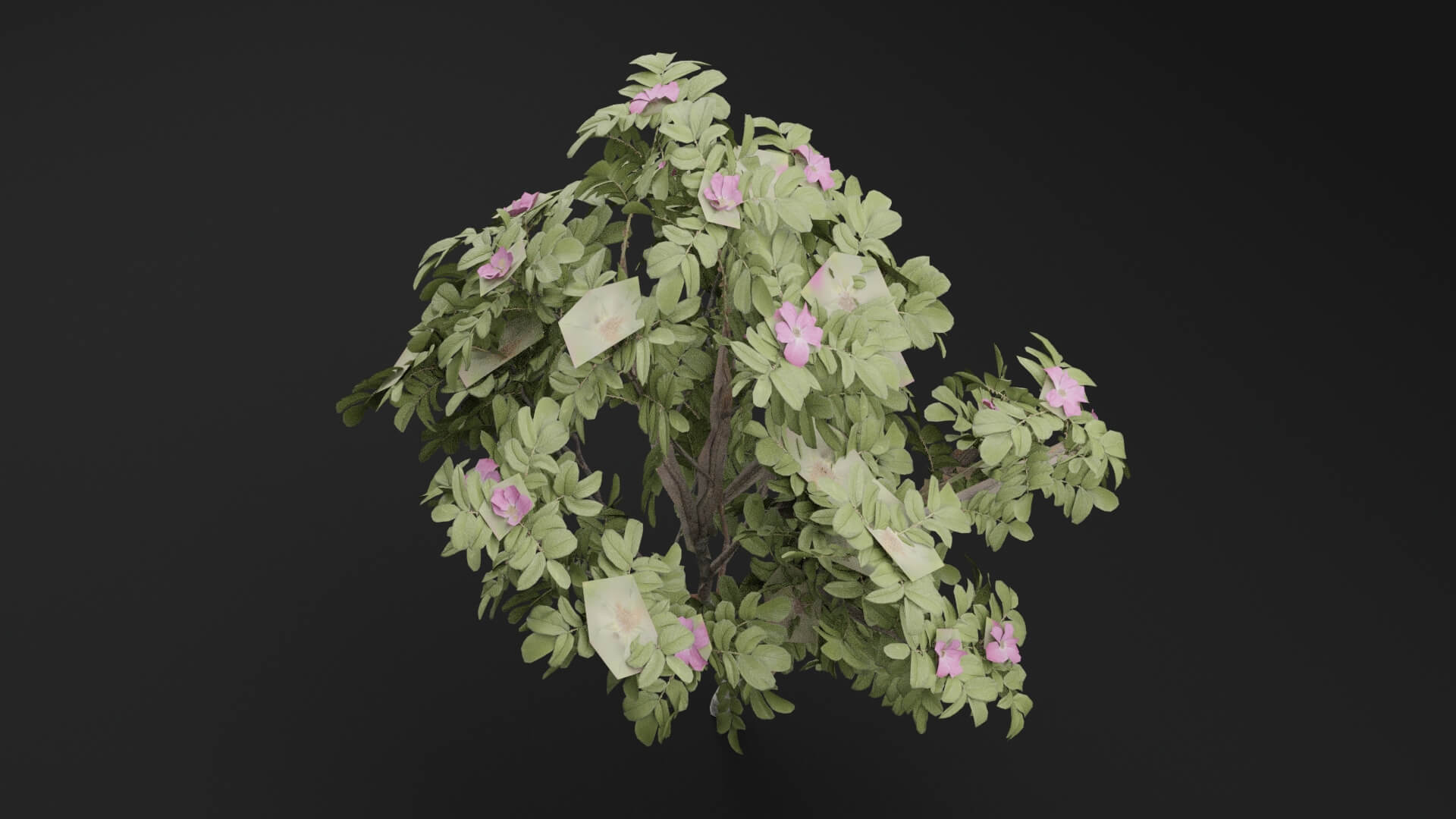 Rose Hip Plant - 3D Model by Green Lander