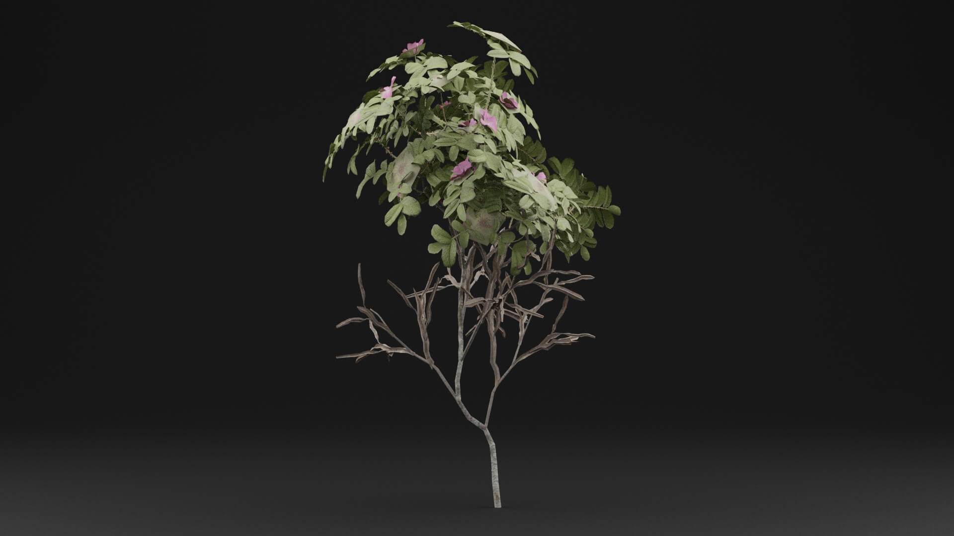 Rose Hip Plant - 3D Model by Green Lander