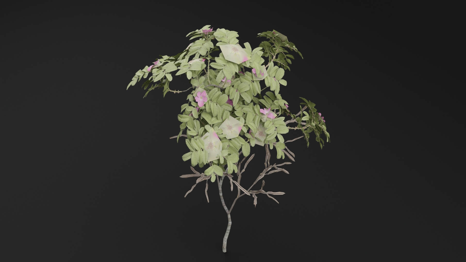 Rose Hip Plant - 3D Model by Green Lander