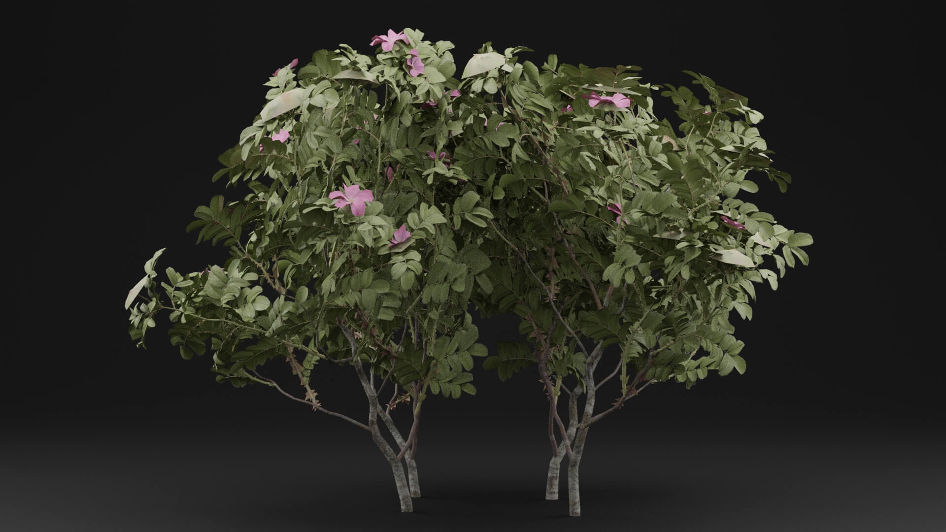 Rose Hip Plant - 3D Model by Green Lander