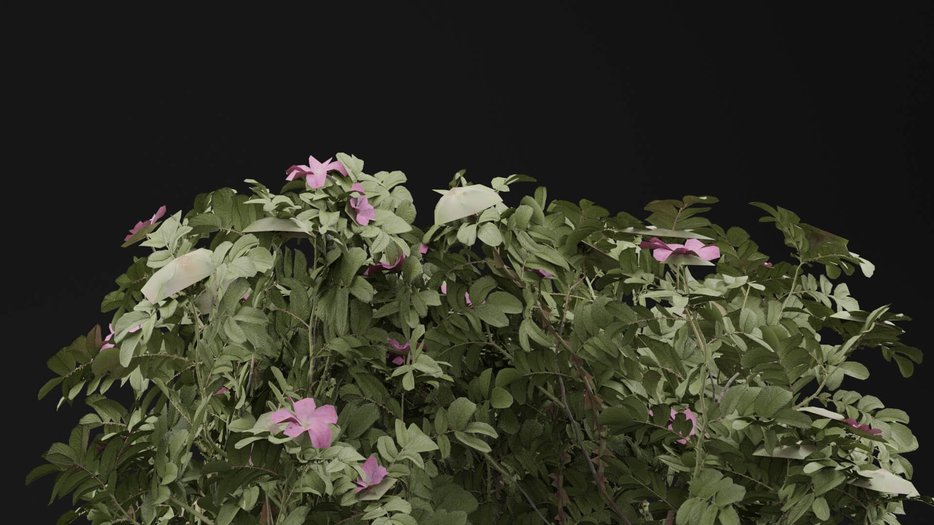 Rose Hip Plant - 3D Model by Green Lander