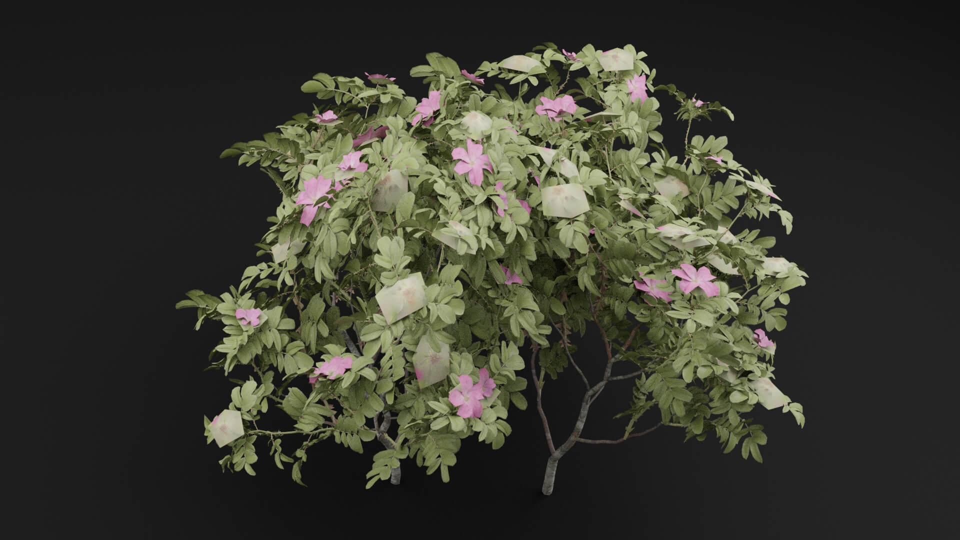 Rose Hip Plant - 3D Model by Green Lander