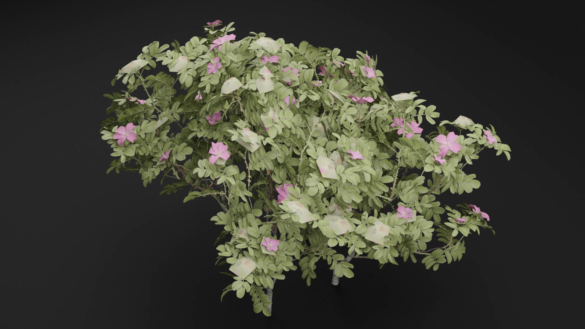 Rose Hip Plant - 3D Model by Green Lander