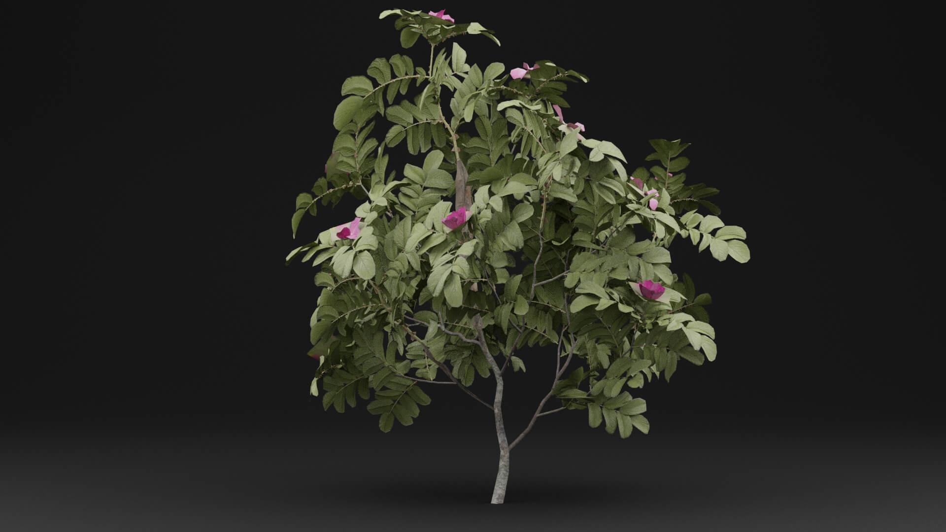 Rose Hip Plant - 3D Model by Green Lander