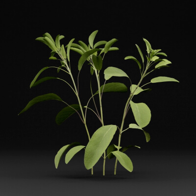 Salvia Officinalis Plant - 3D Model by Green Lander