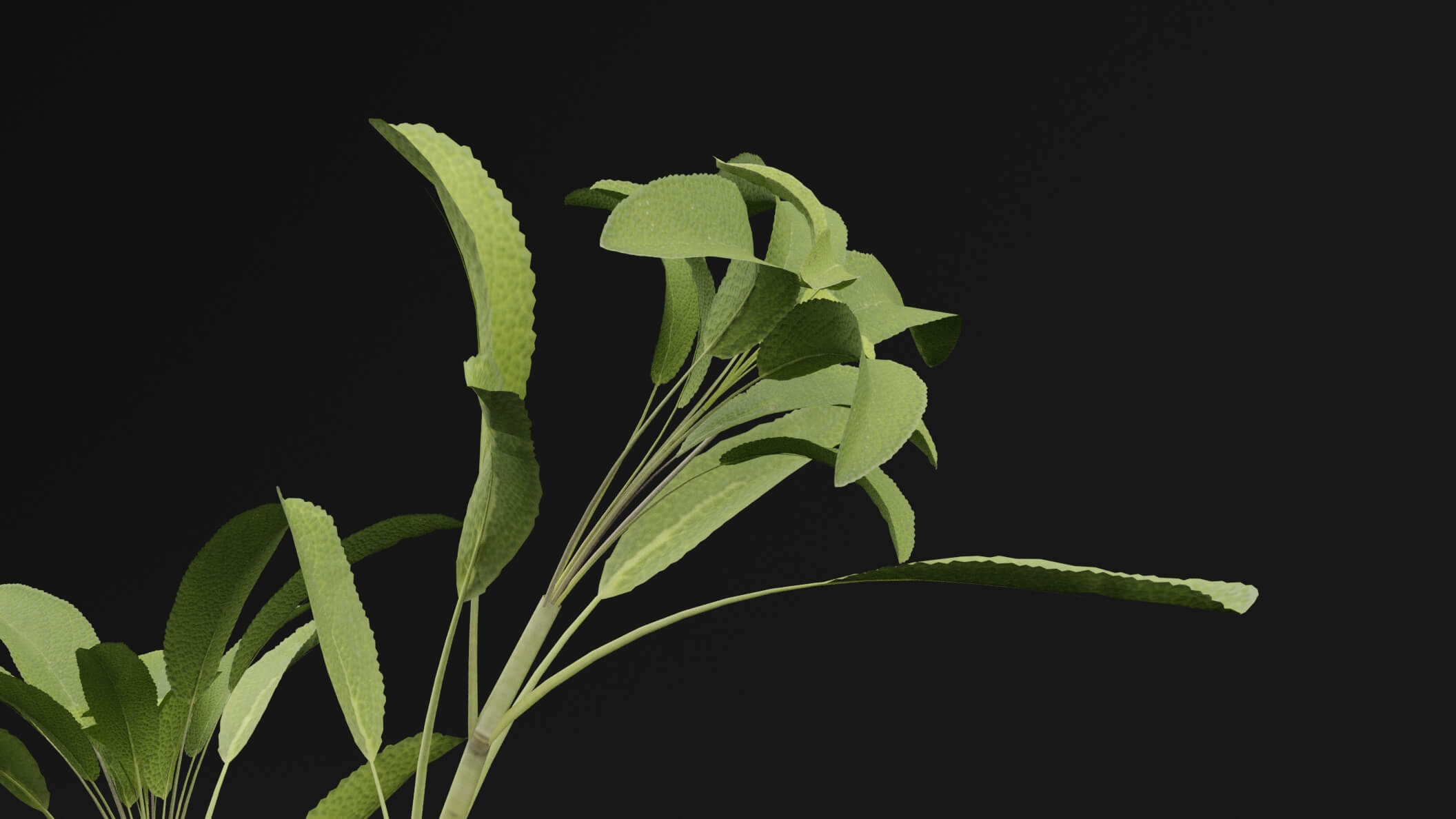 Salvia Officinalis Plant - 3D Model by Green Lander