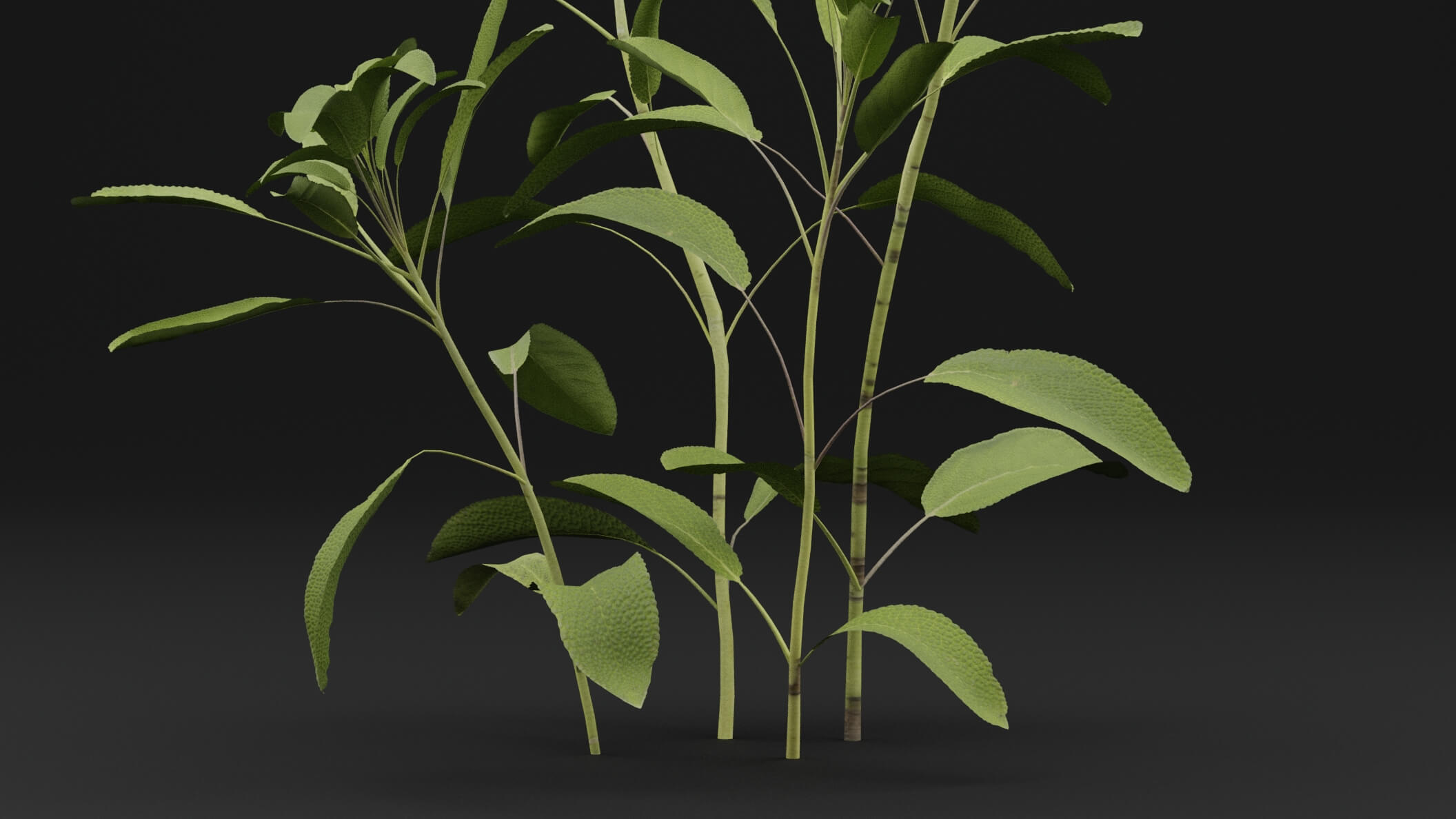 Salvia Officinalis Plant - 3D Model by Green Lander