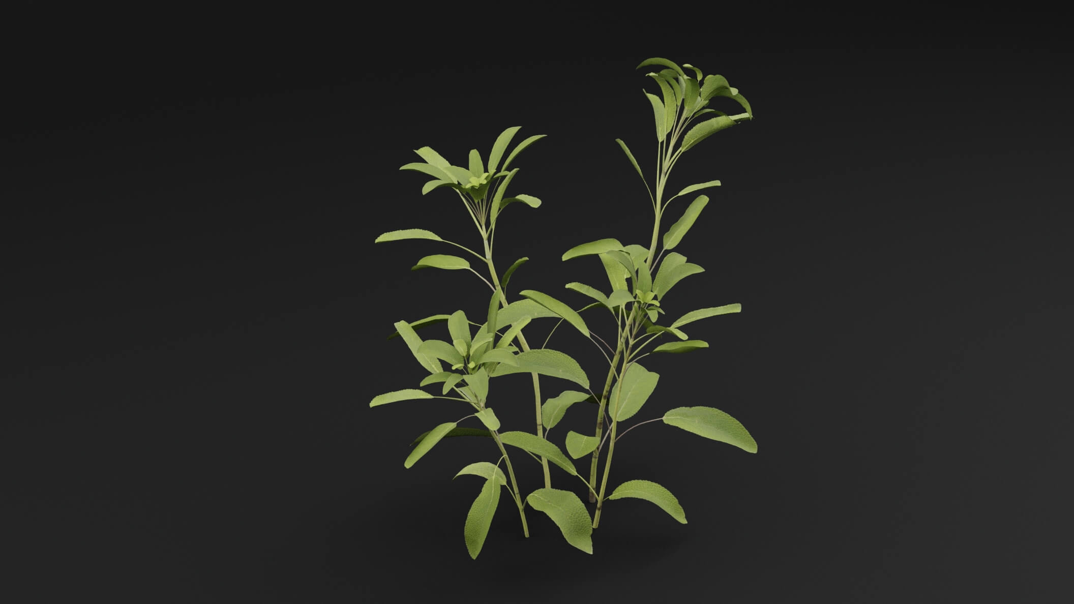 Salvia Officinalis Plant - 3D Model by Green Lander