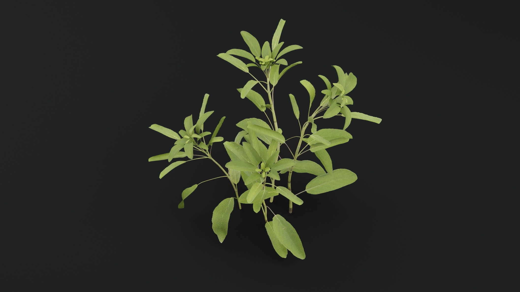 Salvia Officinalis Plant - 3D Model by Green Lander